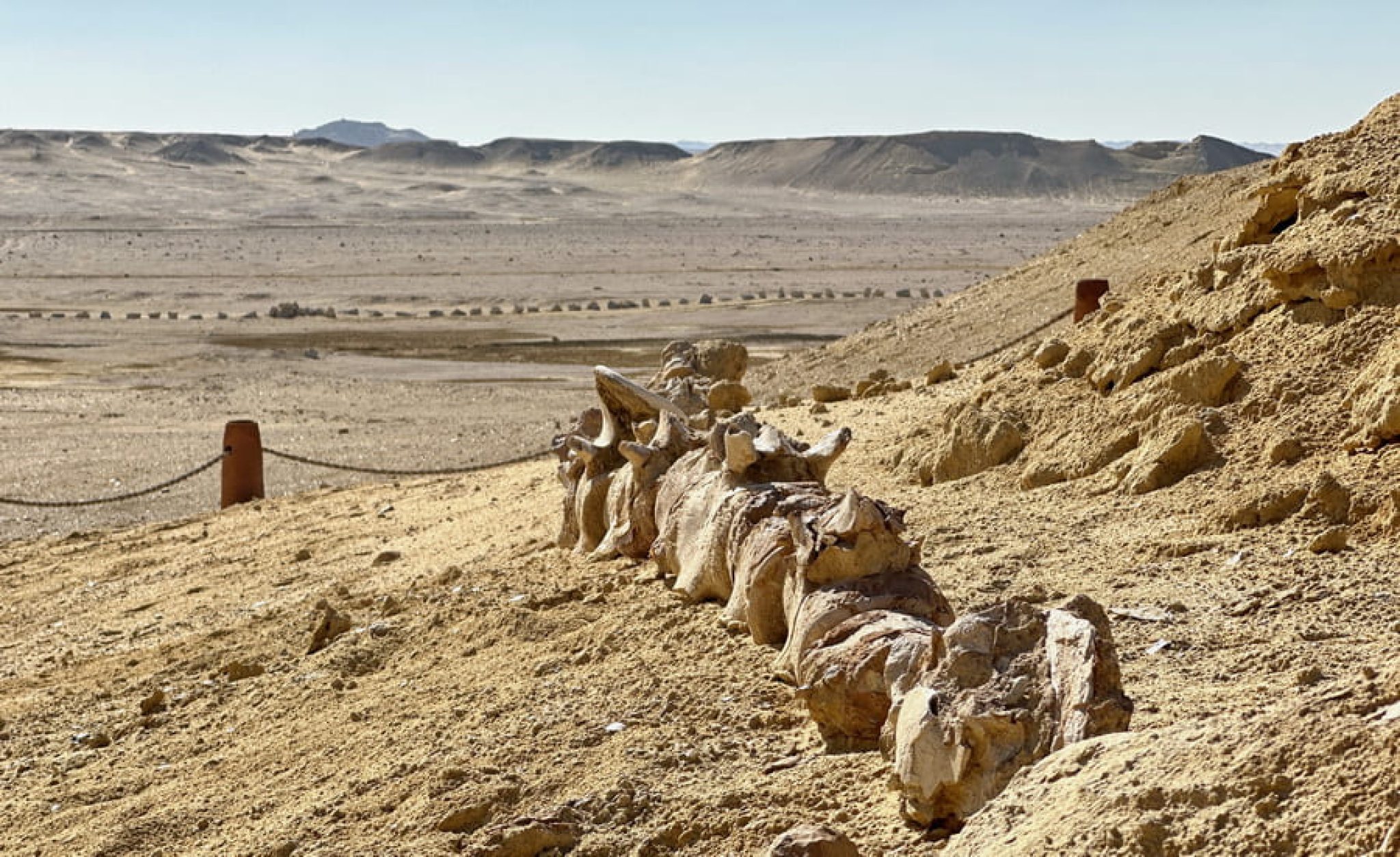 Full-Day Trip to Wadi El Hitan & El Fayoum Oasis | Egypt Tours World