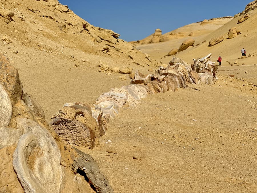 Full-Day Trip to Wadi El Hitan & El Fayoum Oasis | Egypt Tours World