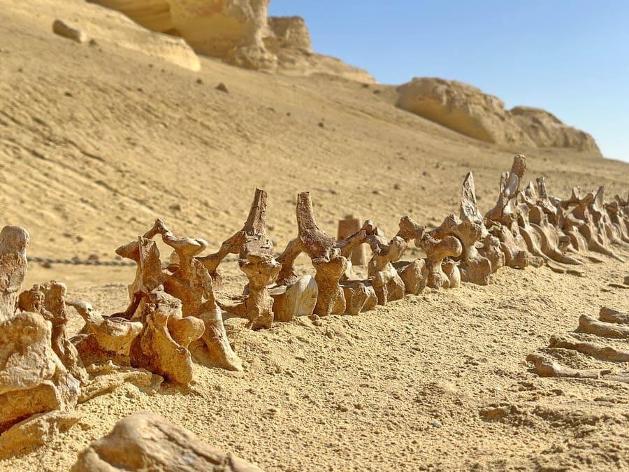 Full-Day Trip to Wadi El Hitan & El Fayoum Oasis | Egypt Tours World