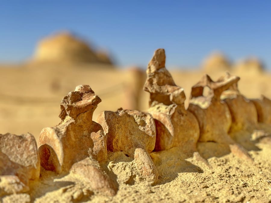 Full-Day Trip to Wadi El Hitan & El Fayoum Oasis | Egypt Tours World